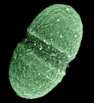 Scientists decode DNA of microbes from humans - The Source - WashU