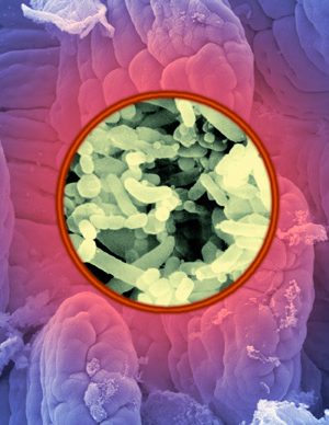 Scientists grow personalized collections of intestinal microbes - The ...