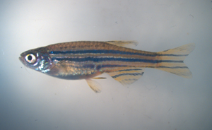 Zebrafish regrow fins using multiple cell types, not identical stem ...