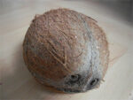 Deep history of coconuts decoded - The Source - WashU