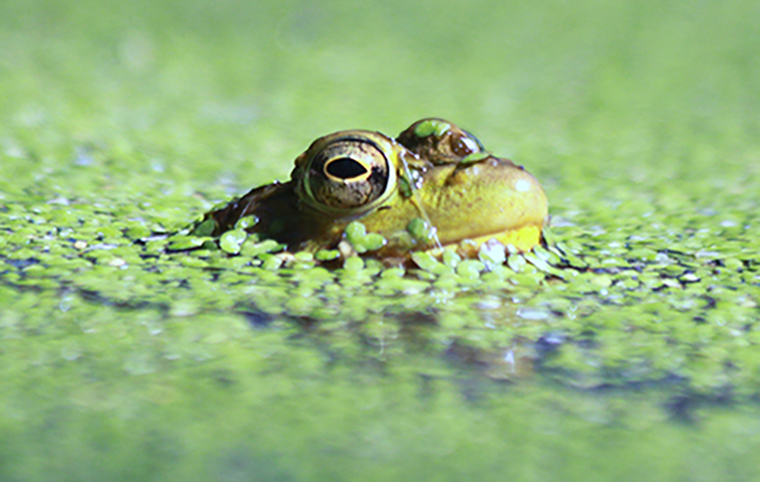 Missouri ponds provide clue to killer frog disease - The Source - WashU