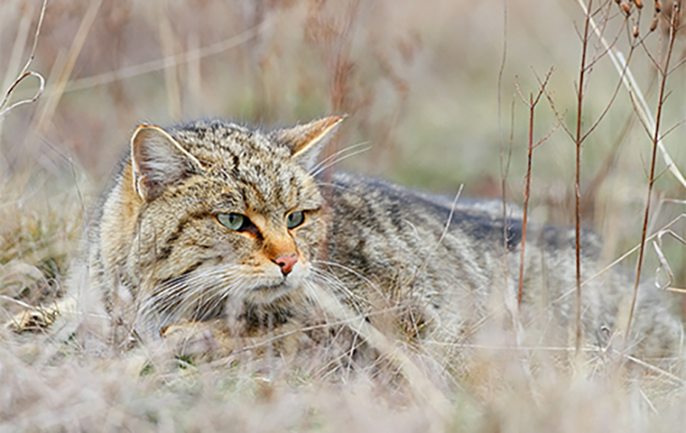 Cat domestication traced to Chinese farmers 5,300 years ago - The ...