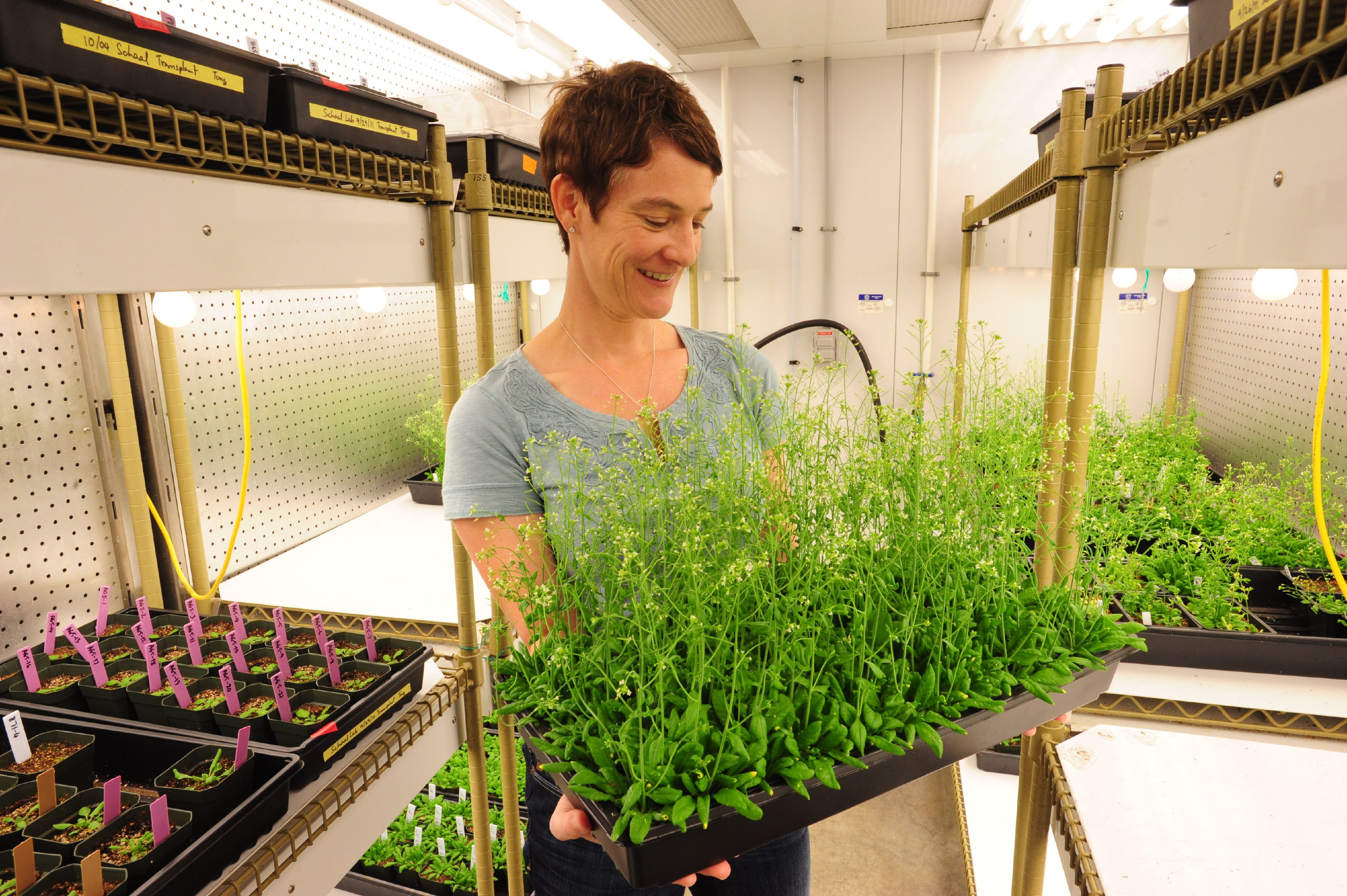 Plants feel the force - The Source - WashU