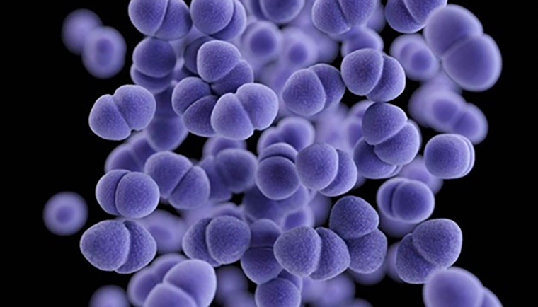 Zombie bacteria are nothing to be afraid of - The Source - WashU