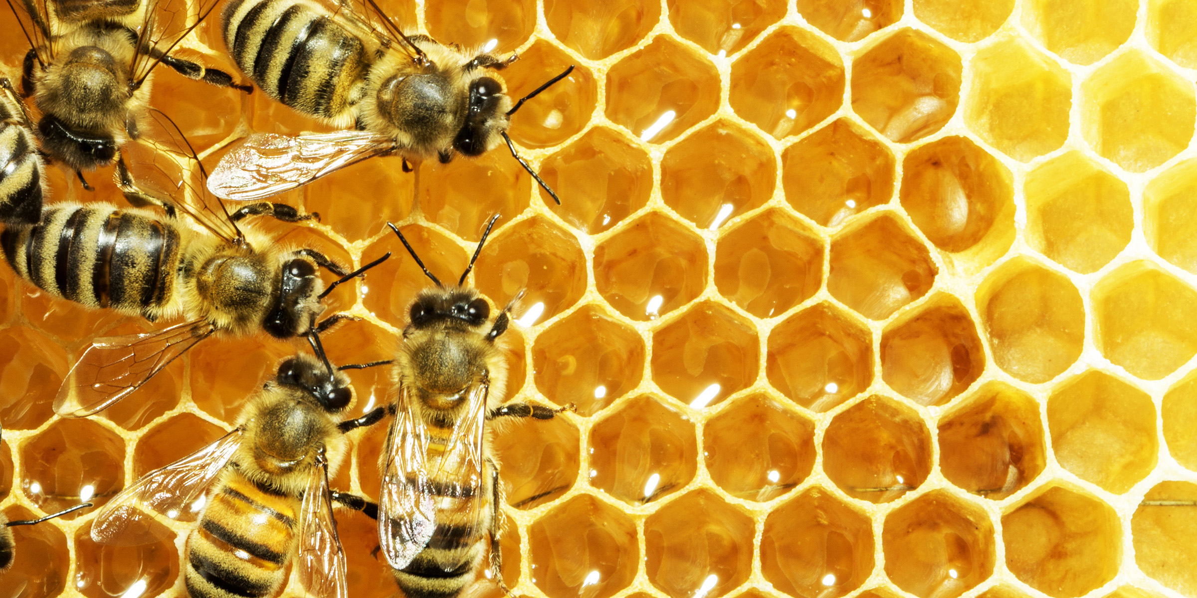 Conflict among honey bee genes supports theory of altruism - The Source - WashU