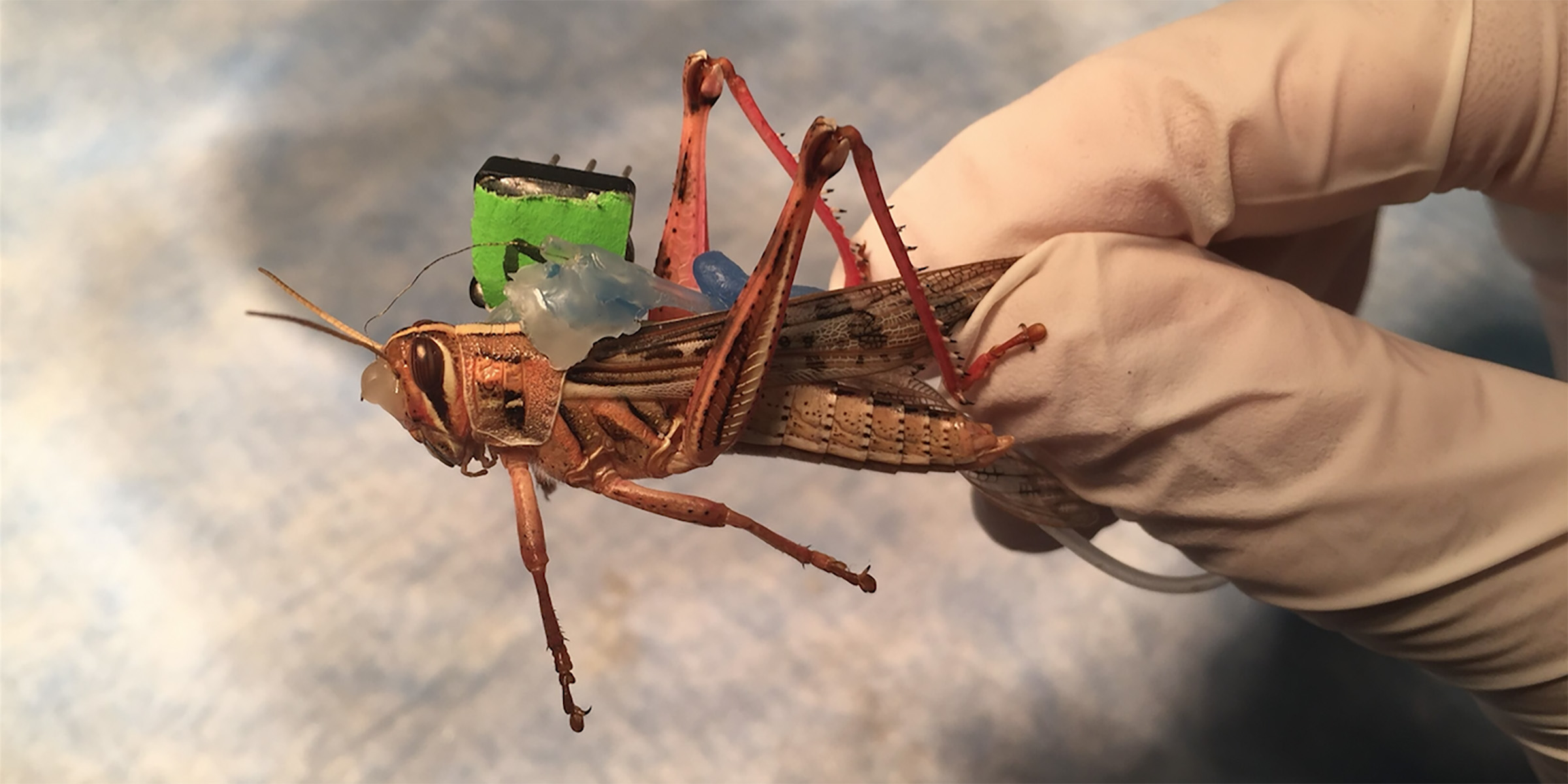 Engineers to use cyborg insects as biorobotic sensing machines - The ...
