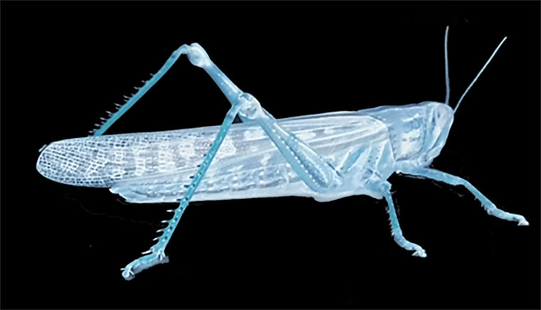 What a locust's nose taught engineers about monkeys' ears - The Source ...