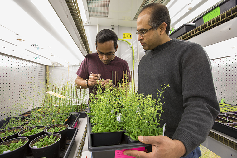 How to build better highways in plants - The Source - WashU
