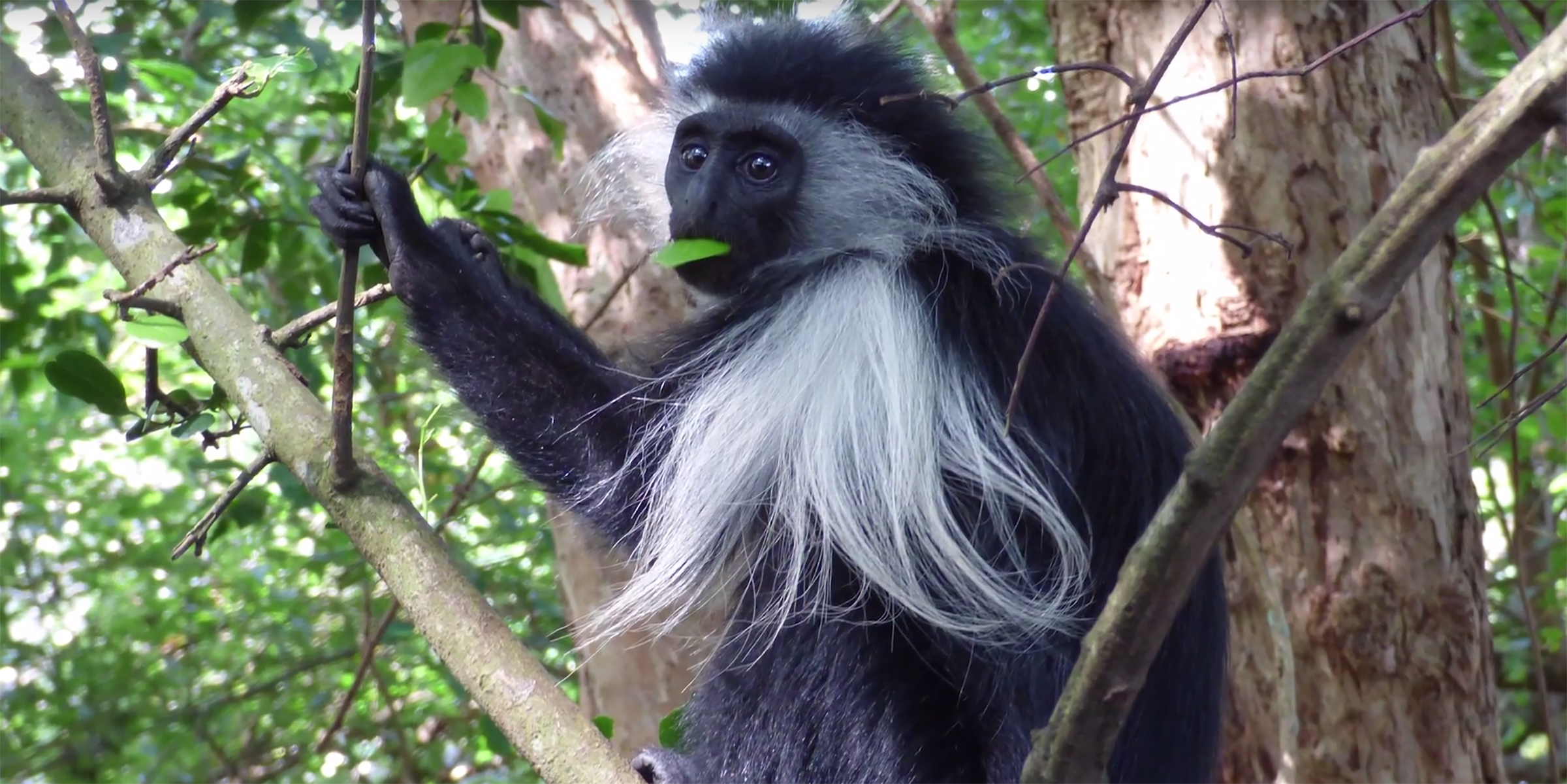 Monkey DNA may solve mysteries, help conservation - The Source - WashU