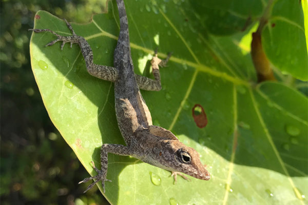 Hurricanes twist evolution in island lizards - The Source - WashU