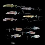 New maps hint at how electric fish got their big brains - The Source ...