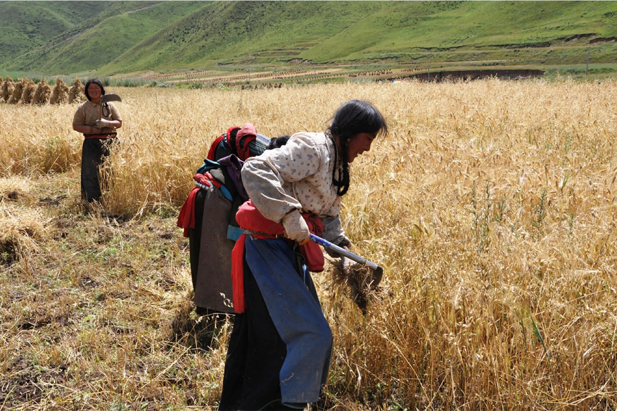 Prehistoric food globalization spanned three millennia - The Source - WashU