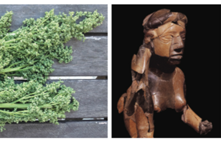 Women shaped cuisine, culture of ancient Cahokia - The Source - WashU
