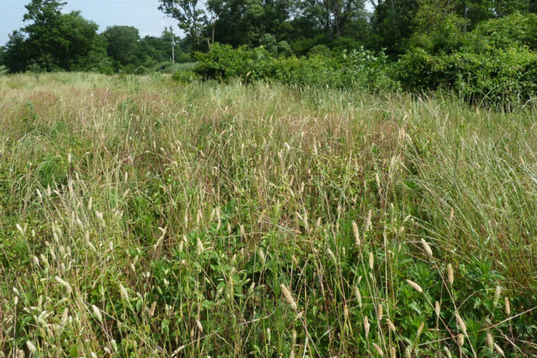 Women shaped cuisine, culture of ancient Cahokia - The Source - WashU