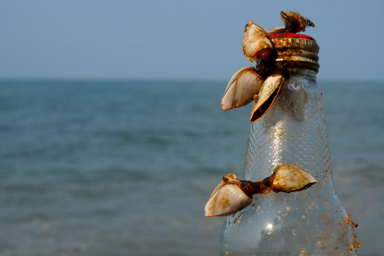 The sticky science of underwater adhesives - The Source - WashU