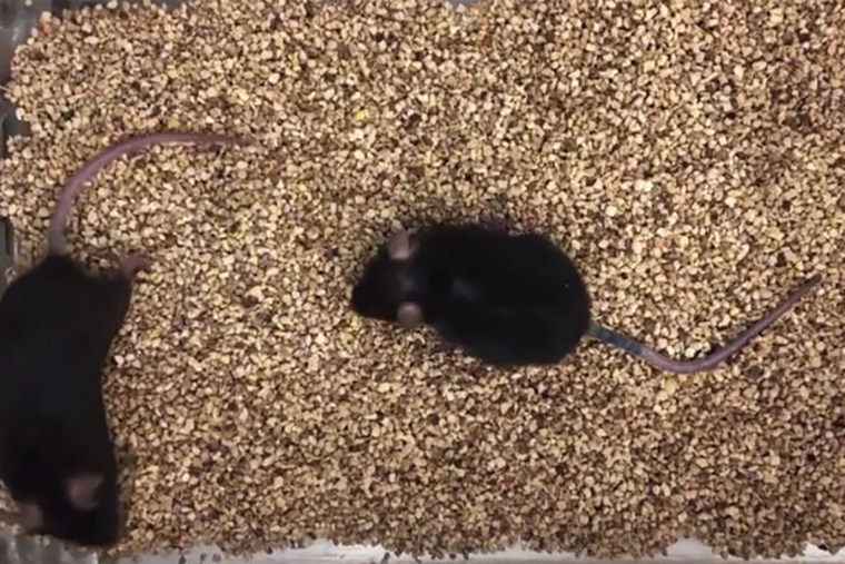 Aging delayed in older mice given blood component from young mice - The ...