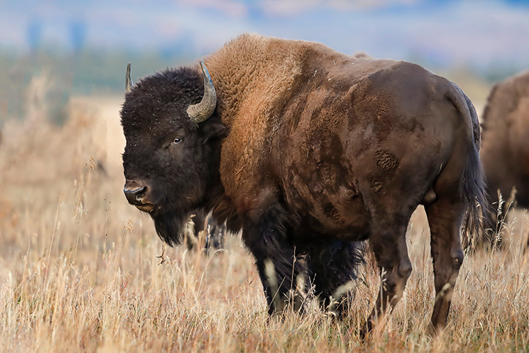 Bison overlooked in domestication of grain crops - The Source - WashU