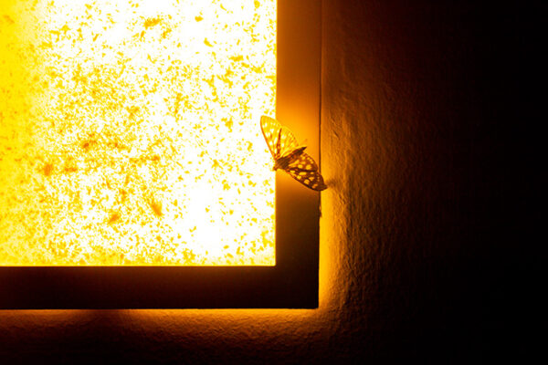 Four ways to curb light pollution, save bugs - The Source - WashU