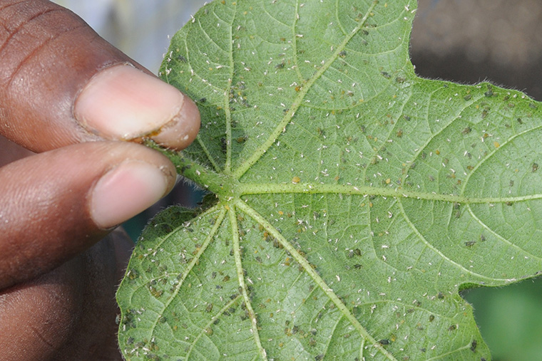 Long-term analysis shows GM cotton no match for insects in India - The ...