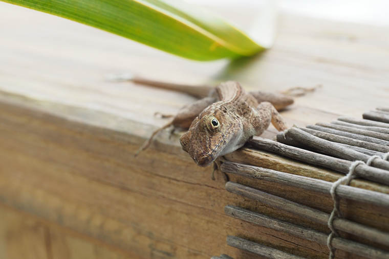Hot time in the city: Urban lizards evolve heat tolerance - The Source ...