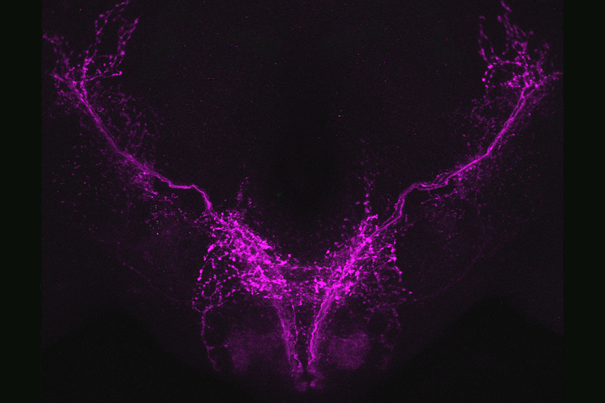 Flies sleep when need arises to adapt to new situations - The Source ...
