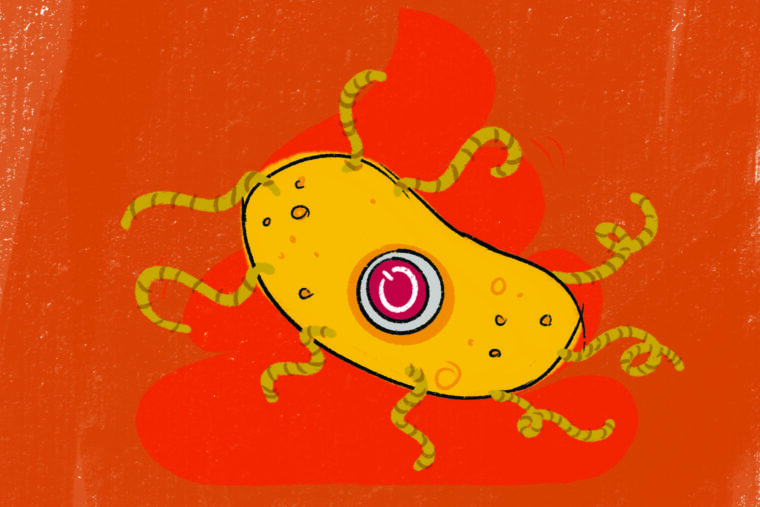 Kill switch could keep genetically engineered bacteria at bay - The ...