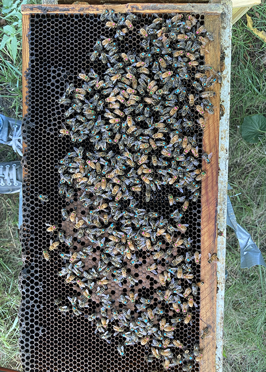 ‘Honey bee, it’s me’ - The Source - WashU