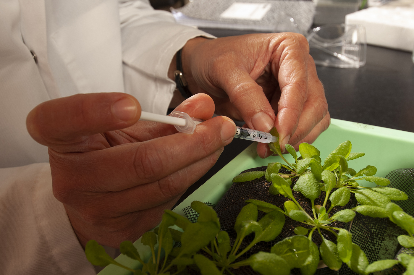 Washington People: Barbara Kunkel - The Source - WashU