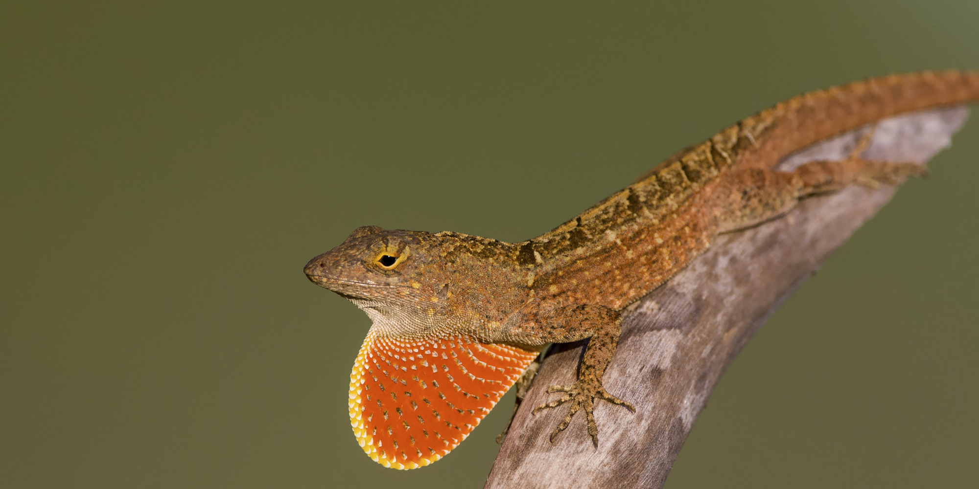 The new-new kids on the block: hybrid lizards - The Source - WashU