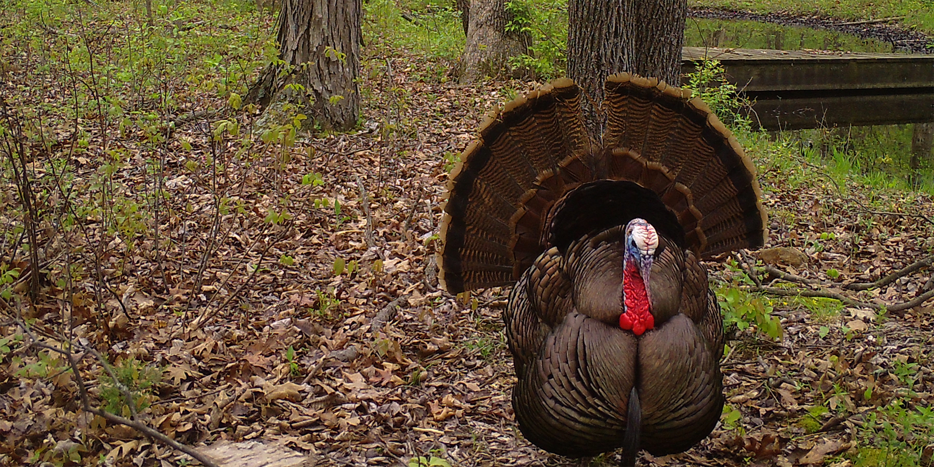 Wild turkeys among us - The Source - WashU
