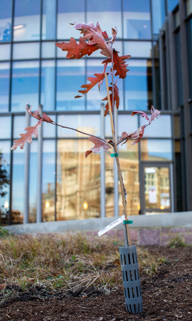 Rare trail marker tree planted at WashU - The Source - WashU