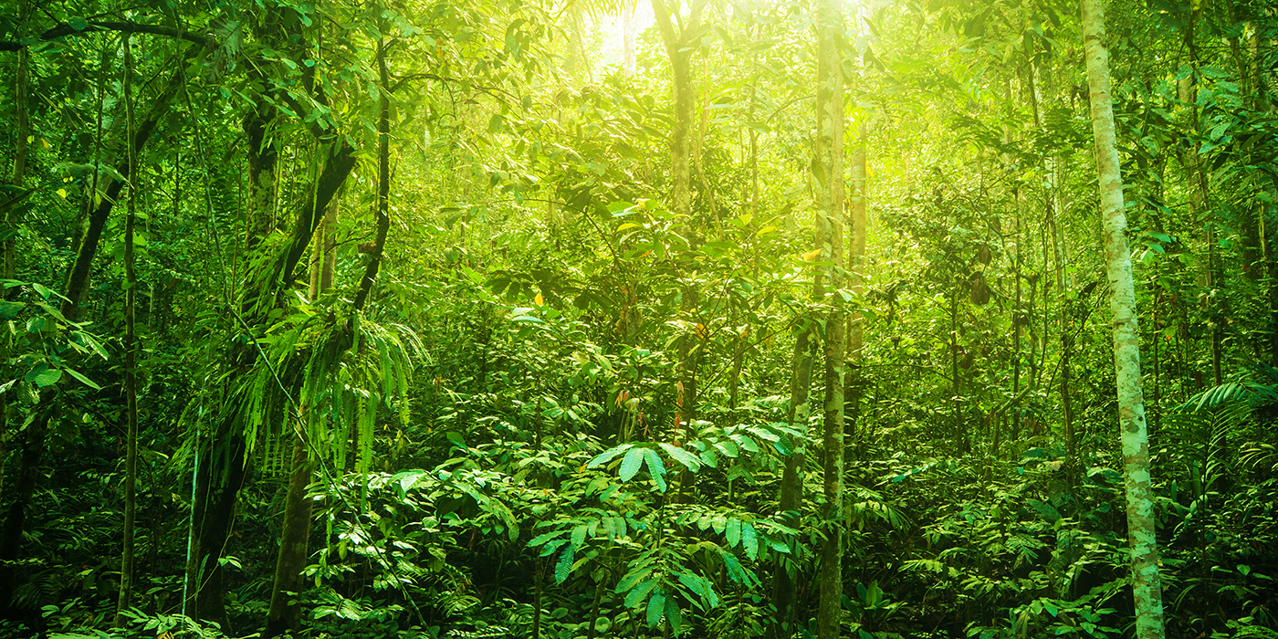 Changes in vegetation shaped global temperatures over last 10,000 years ...