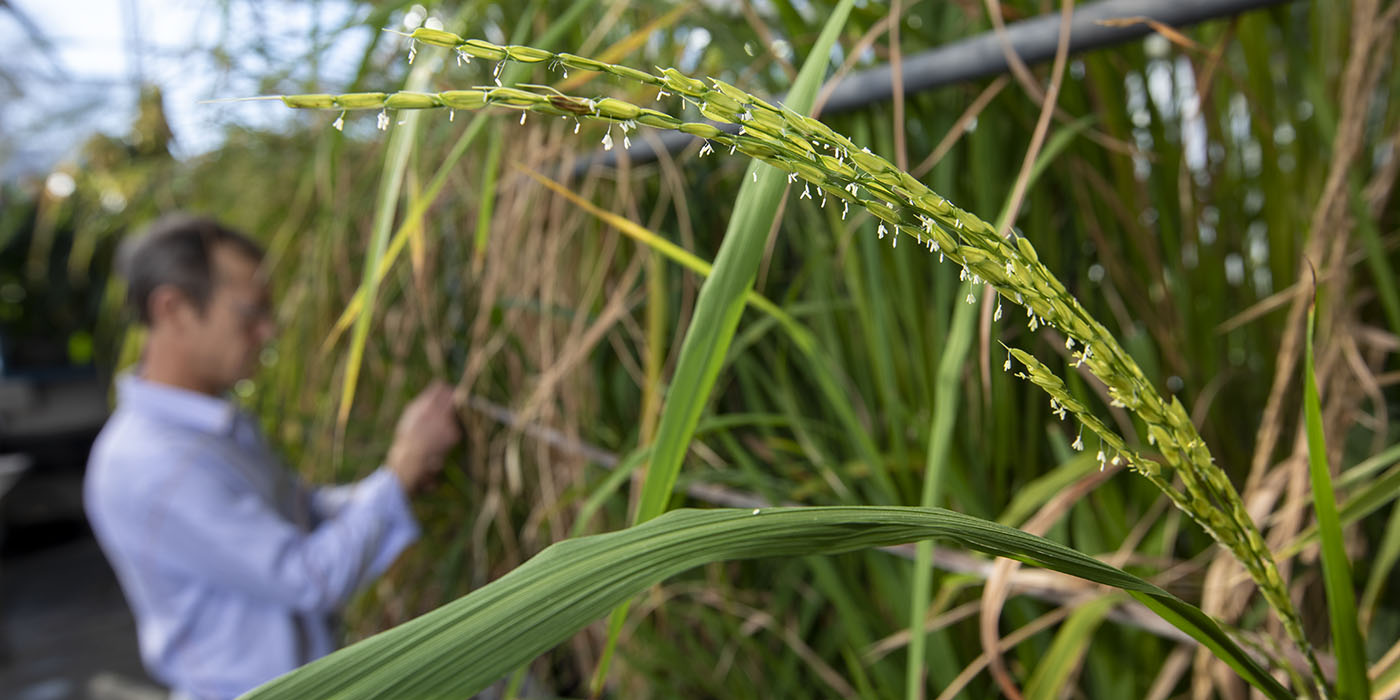 Weedy rice has become herbicide resistant through rapid evolution - The ...