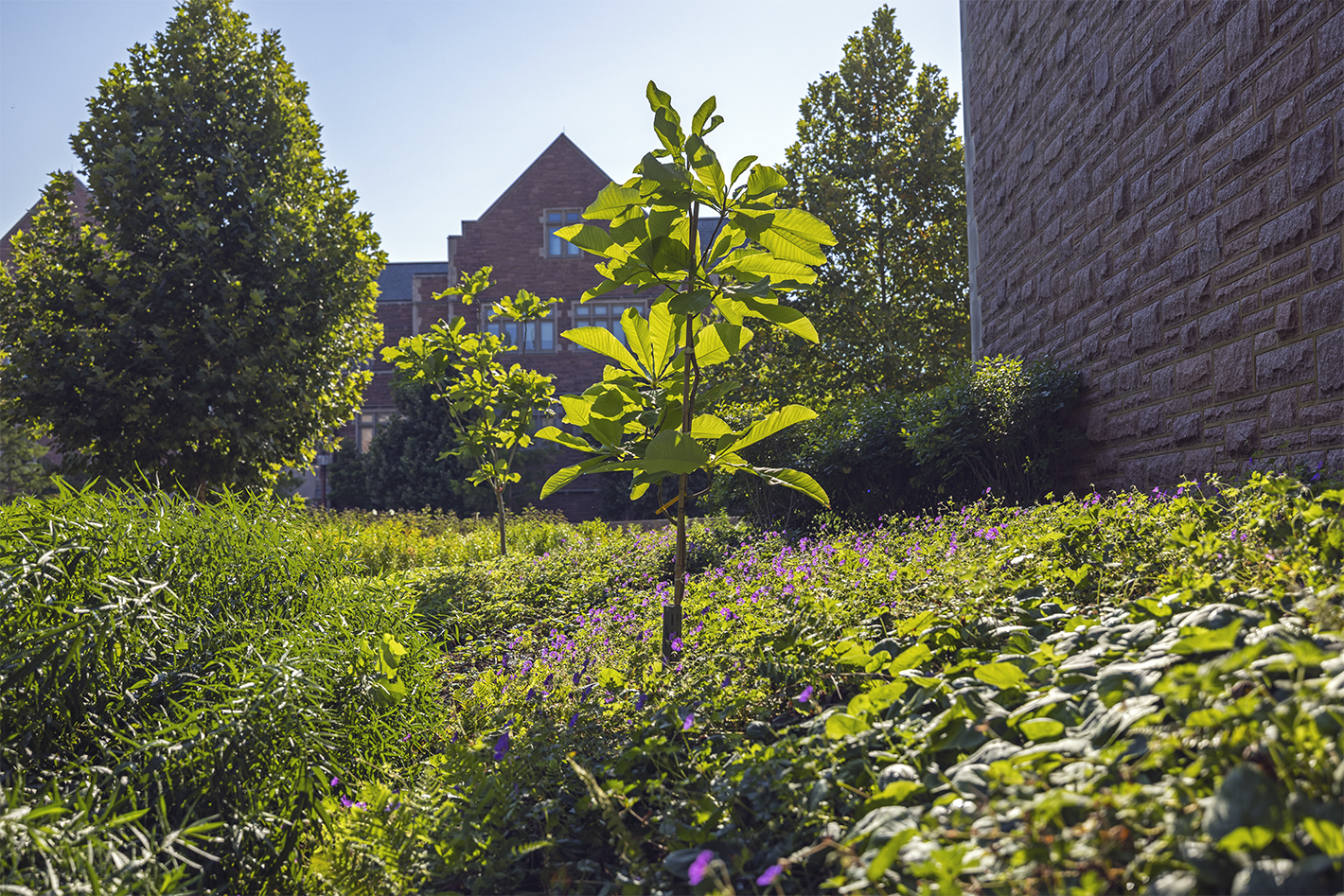 WashU Arboretum wins national honor - The Source - WashU