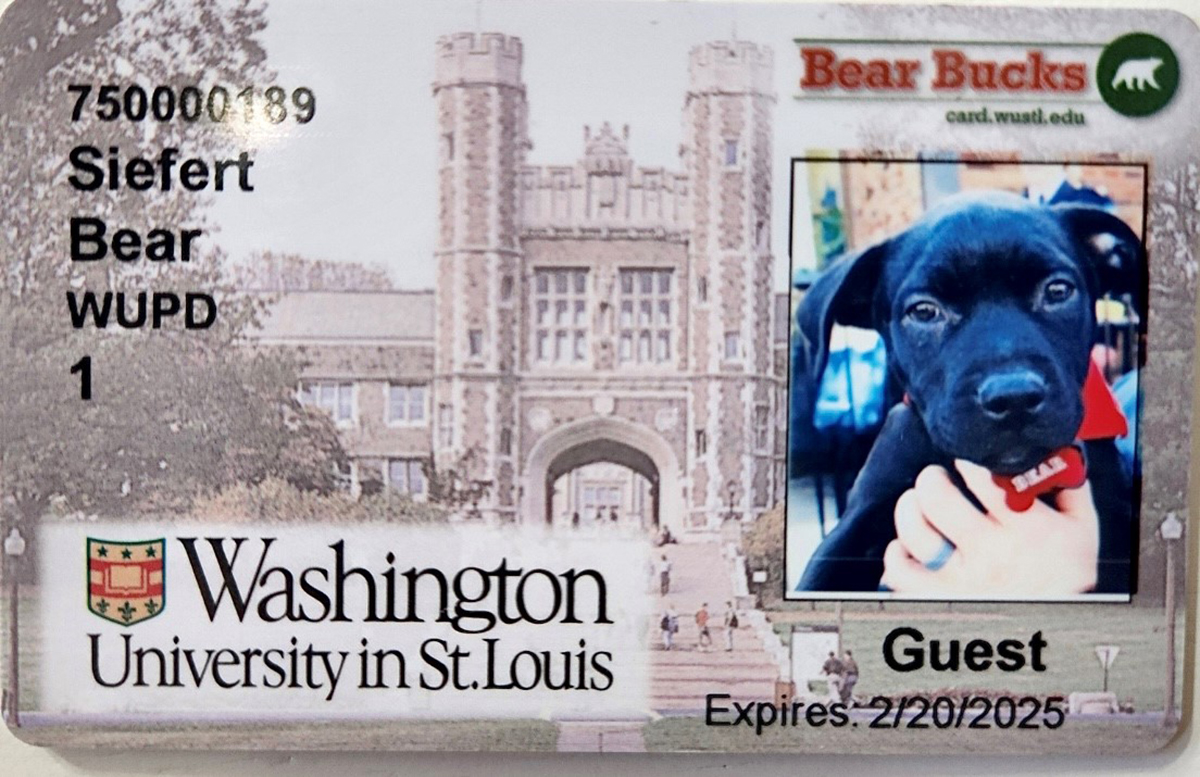 Puppies Bear, Brookie train to be therapy dogs - The Source - WashU