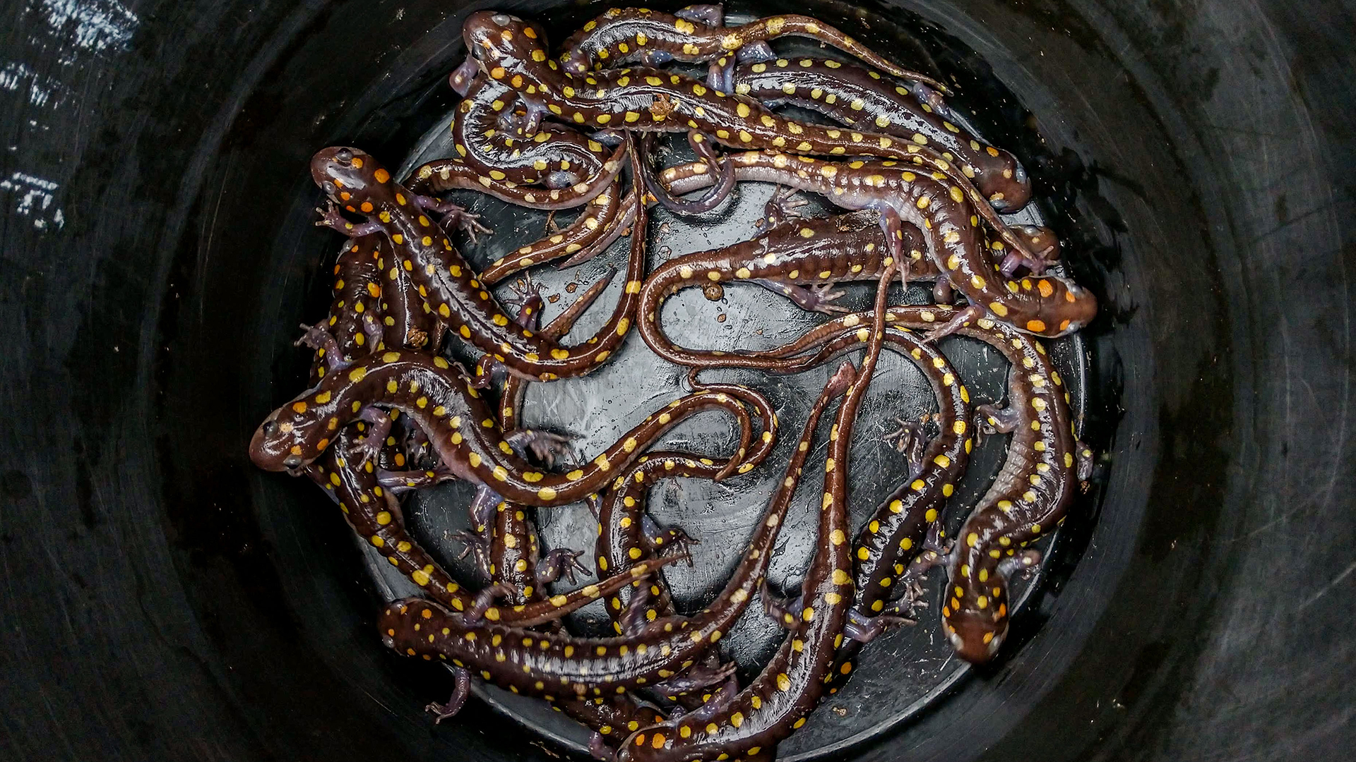 Secret lives of salamanders - The Source - WashU