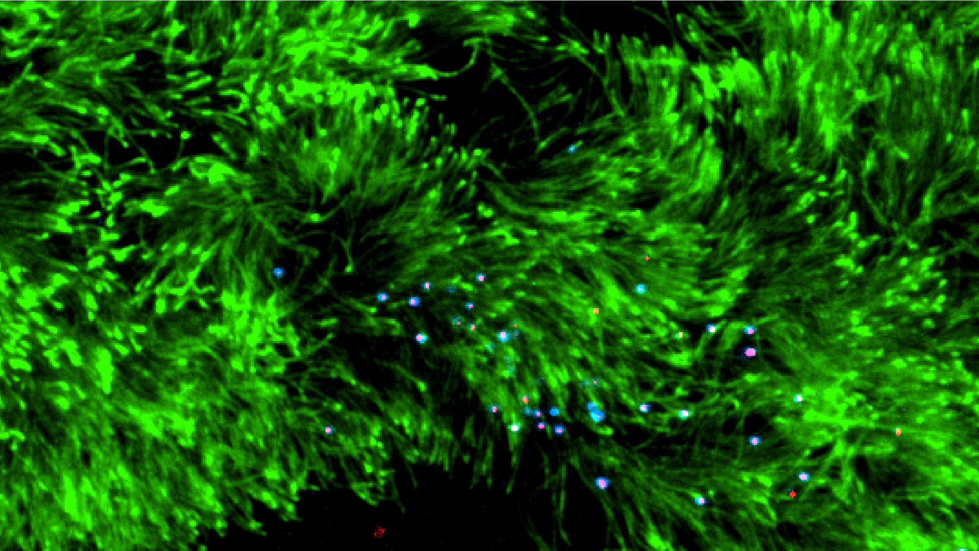 Stickiness may determine how influenza spreads - The Source - WashU