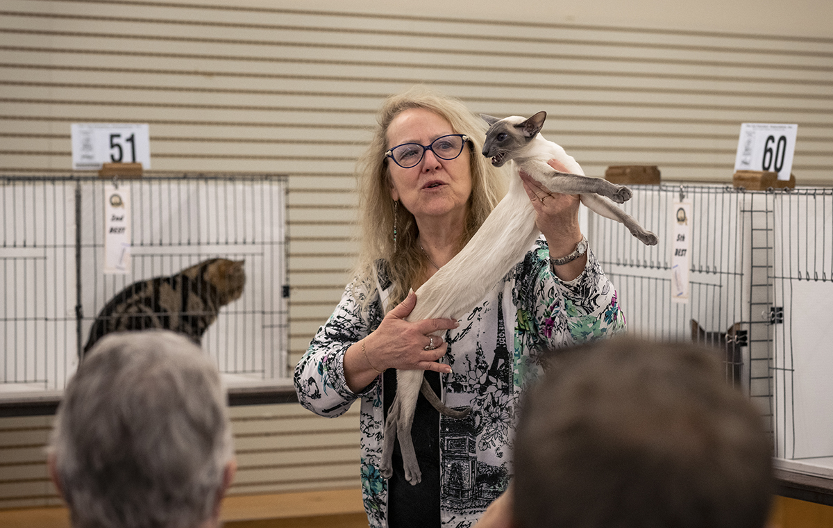 A cat's-eye view of one of the most beloved pets - The Source - WashU