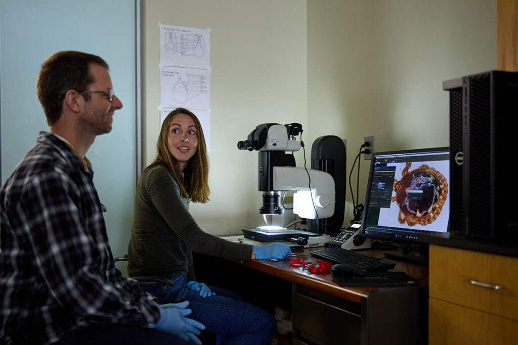 Tick-borne Bourbon virus infects people, wildlife in St. Louis area ...