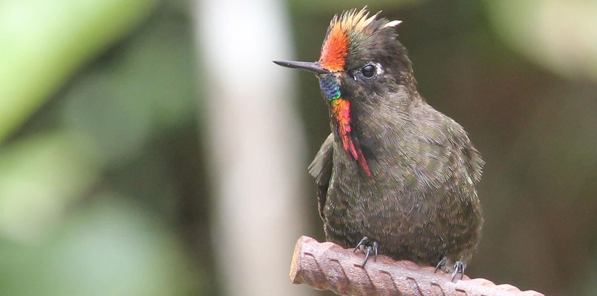How birds adapt to extreme temperatures - The Source - WashU