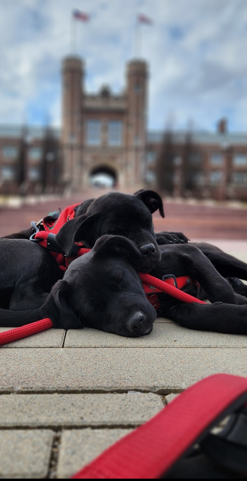 Comfort dogs Bear and Brookie are ready to help – one cuddle at a time ...