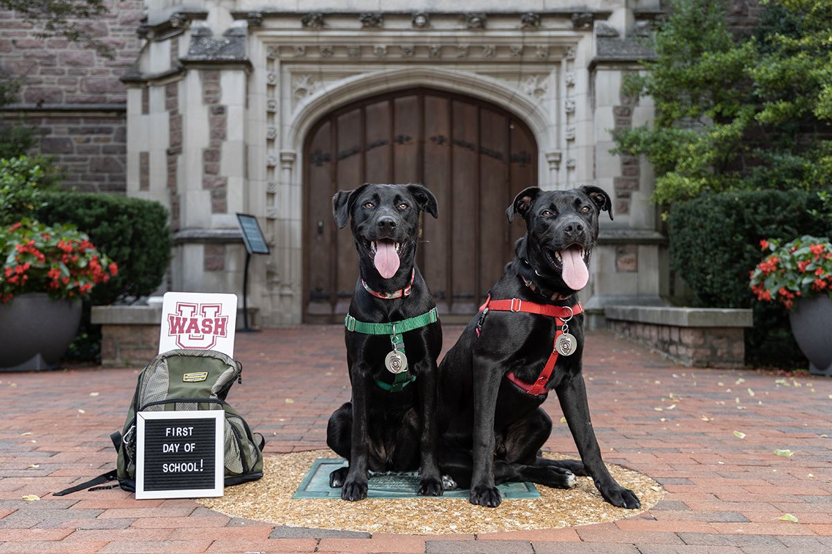 Comfort dogs Bear and Brookie are ready to help – one cuddle at a time ...