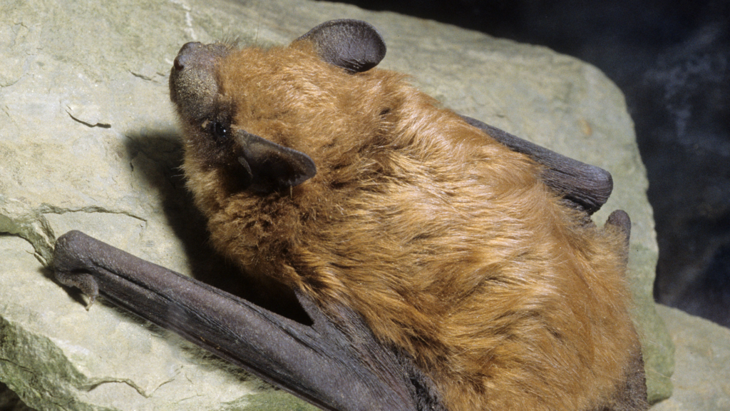 Not-so-spooky sounds: Audio recordings help ID urban bats - The Source ...