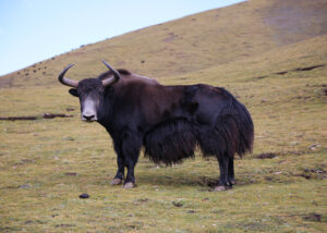 Earliest evidence for domestic yak found using both archaeology ...