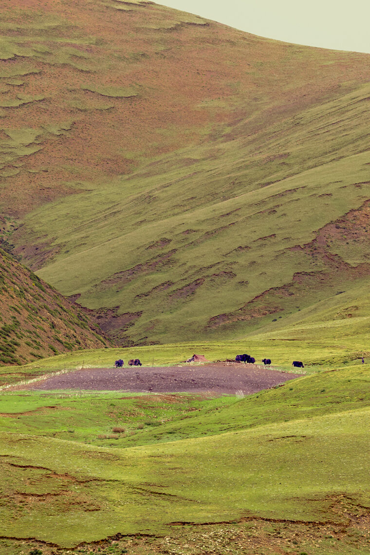 Earliest evidence for domestic yak found using both archaeology ...