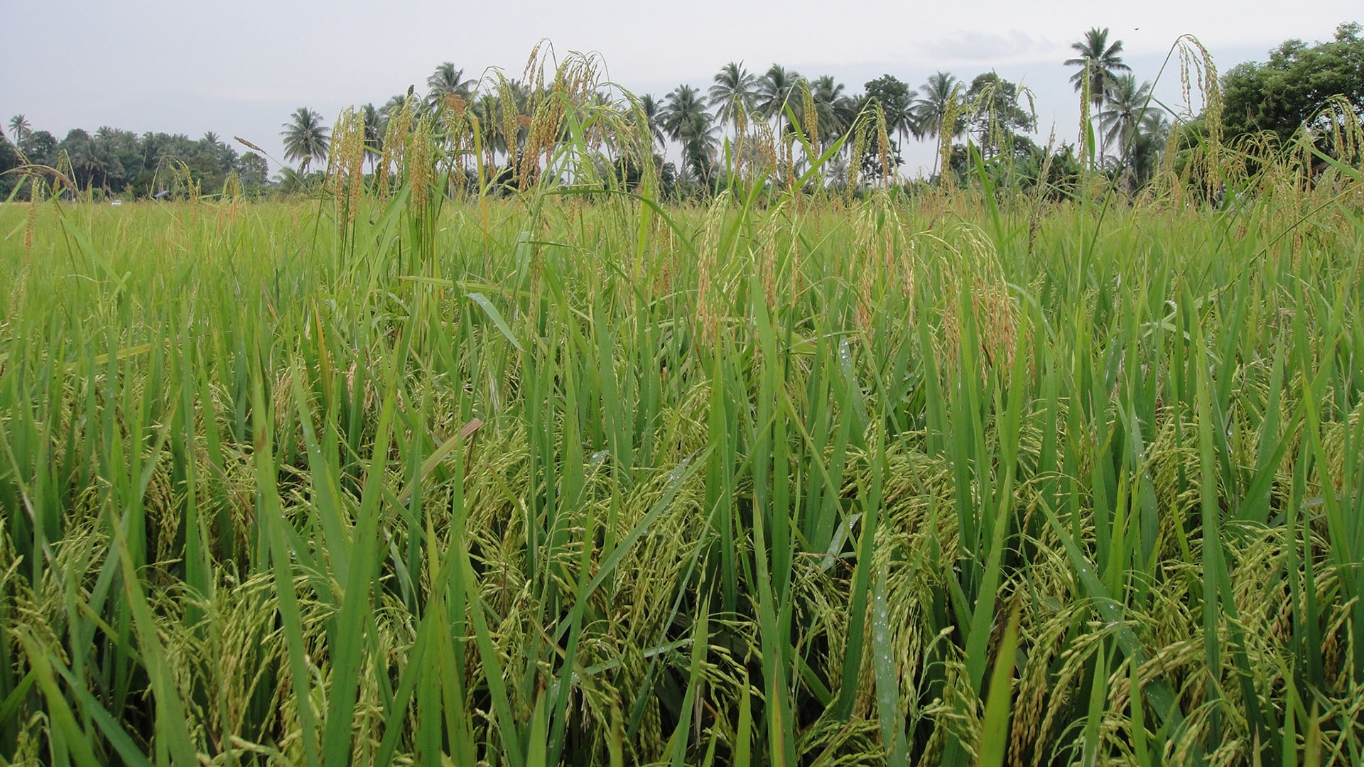 Weedy rice gets competitive boost from its wild neighbors - The Source ...
