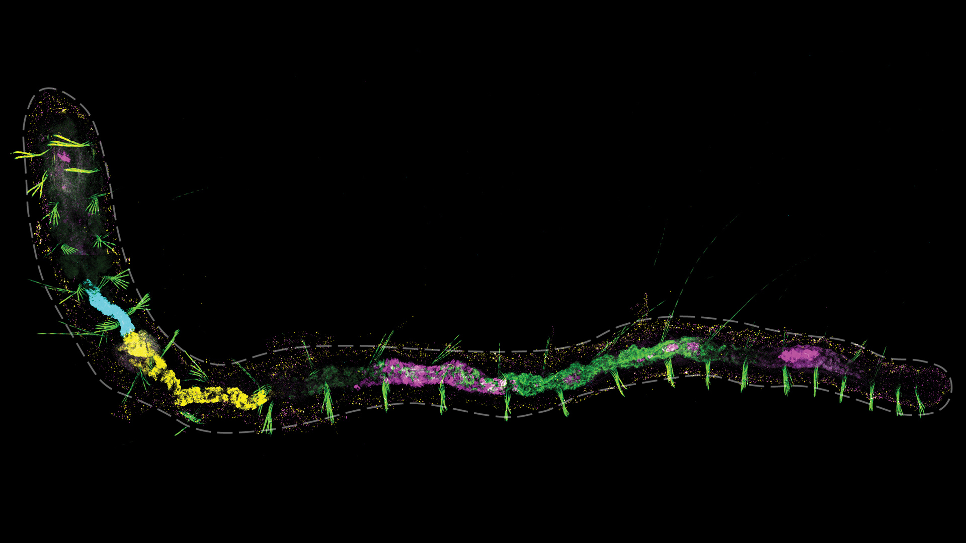 Unlocking the 'chain of worms' - The Source - WashU