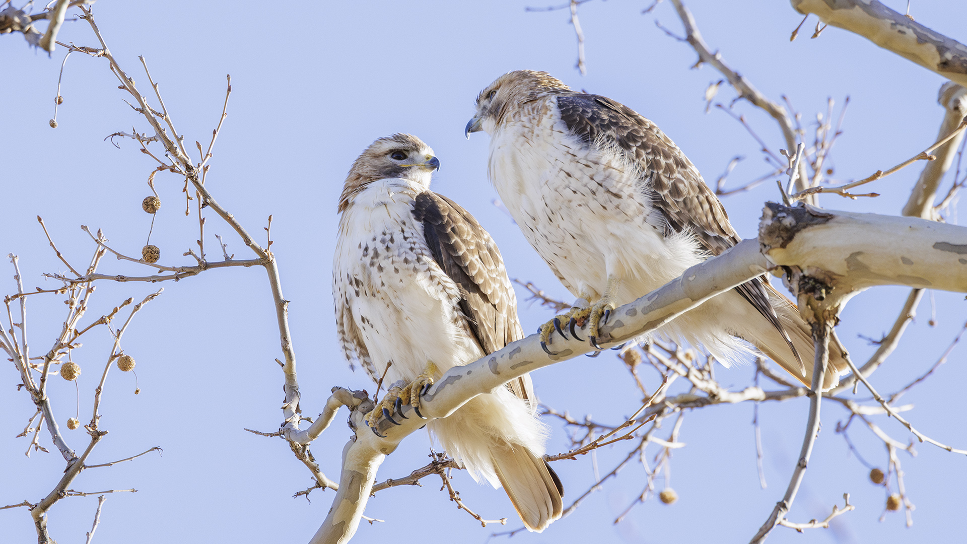 Scientists track red-tailed hawks nesting near WashU campus - The ...