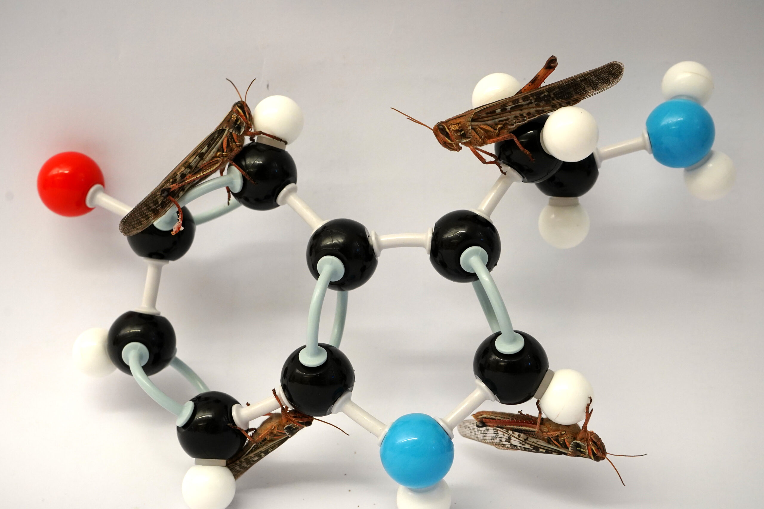 Studying how serotonin alters locust’s sense of smell - The Source - WashU