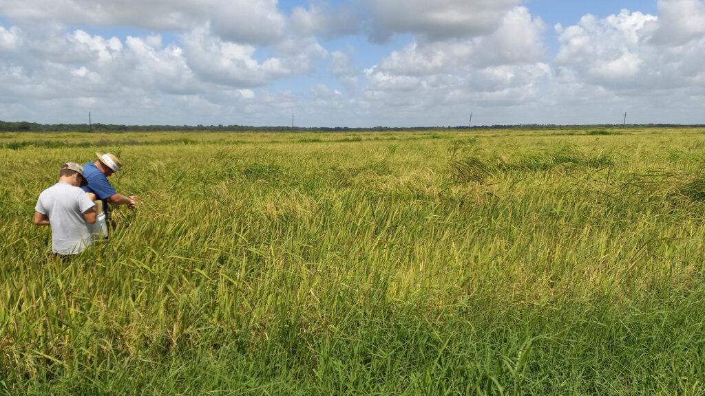 Across southeastern US, weedy rice steals herbicide resistance from ...